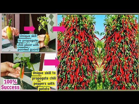 2 Best Methods To Propagate Chilli Peppers🌶With Best Rooting Hormone ...