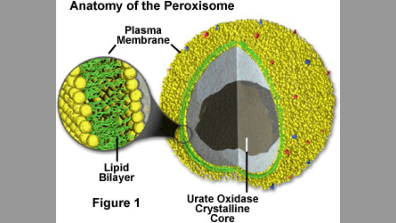 AP BIO: LYSOSOMES & PEROXISOMES - YouTube