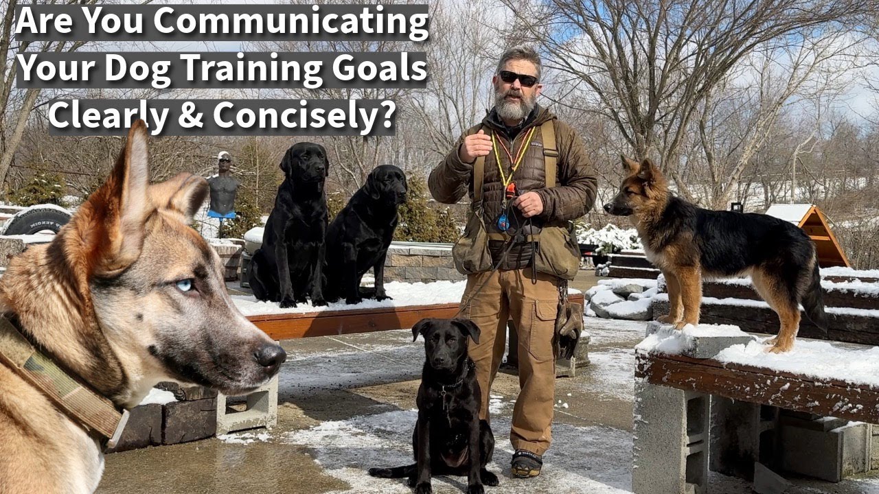 Does Your Puppy Understand What You Expect? | The Importance Of Clear ...
