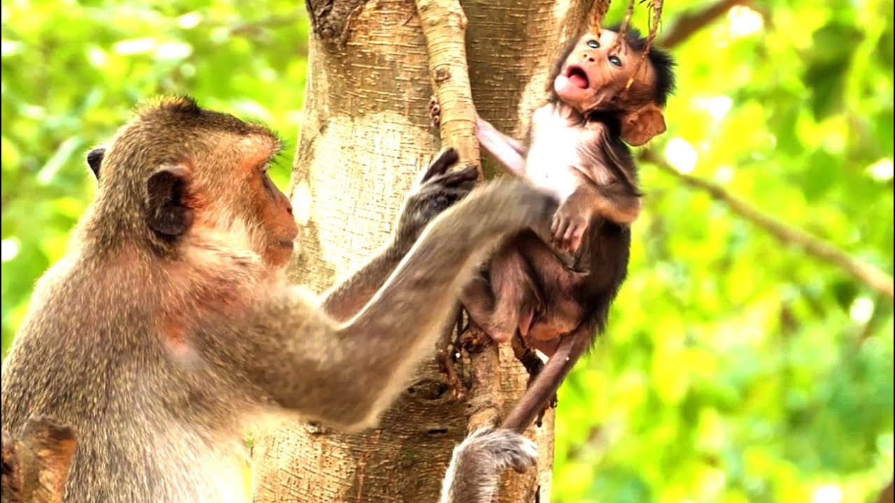 OMG! 😂 New baby almost fall look very s a d, New baby just birth mom ...