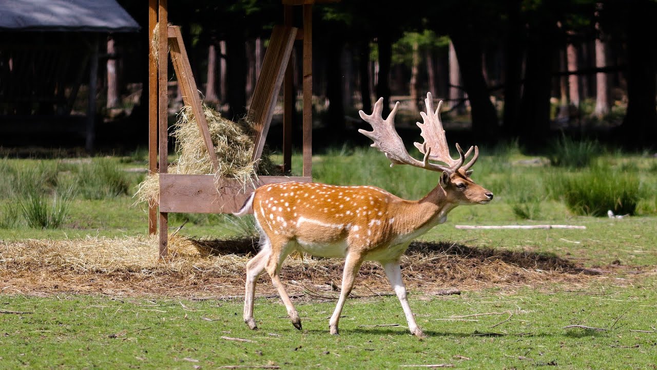 The beauty of nature | forest nature sounds deer 🦌 animals videos ...