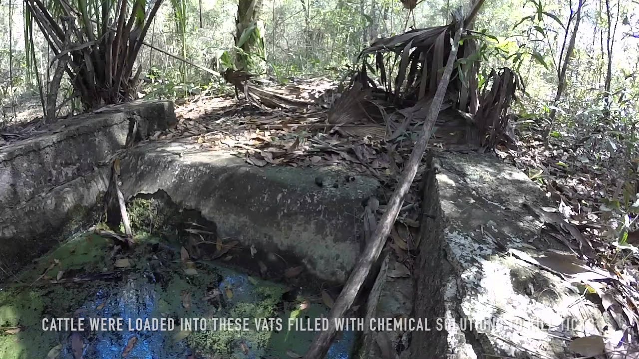 Old Cattle Vat in Withlacoochee State Forest (Citrus Tract) - YouTube