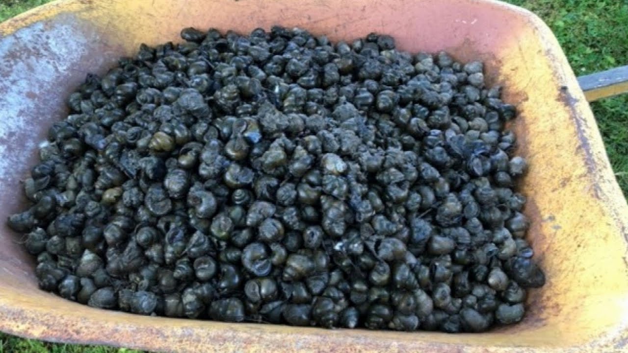 Invasive Chinese Mystery Snails Spreading at Rapid Rate - YouTube