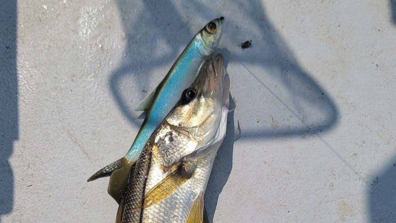 this snook ate this huge bait!! - YouTube