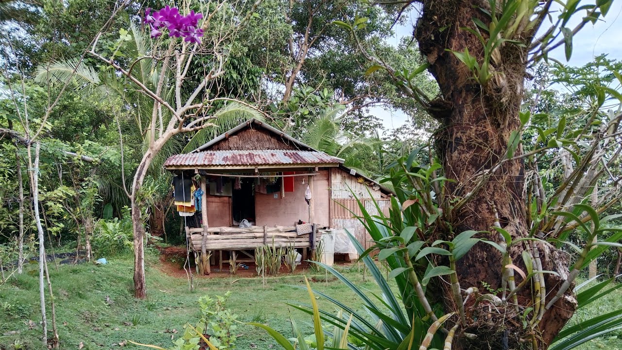 Live!! Countryside Life Philippines Buhay Sa Bukid #kaprobinsya # ...