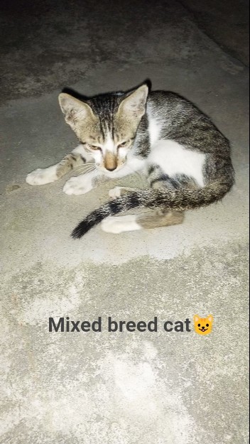 #European shorthair😺cat !! mixed breed tabby cat #cat #catvideos # ...