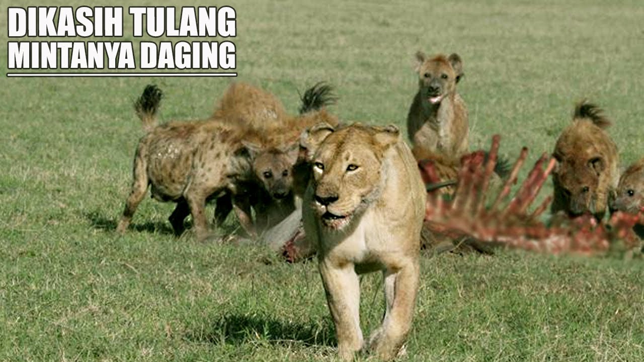 Singa Menyisakan Makanan Untuknya, Tapi Hyena Selalu Meminta Lebih ...