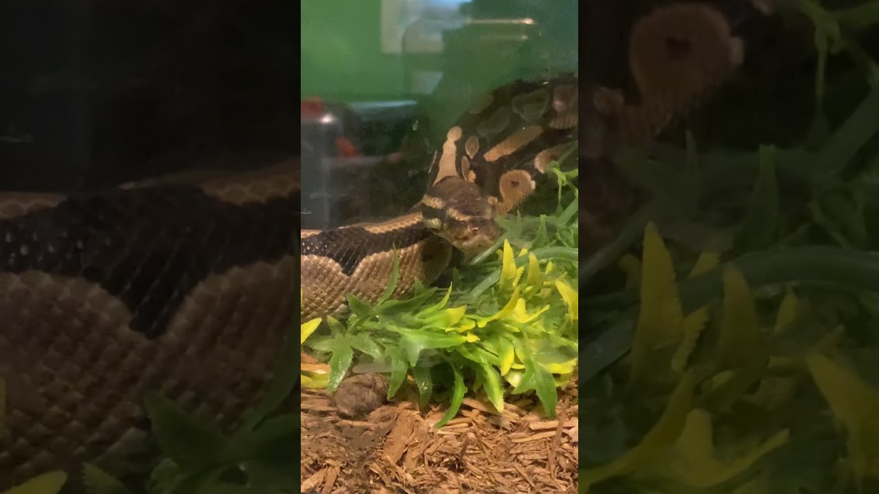 I’m a snake - YouTube