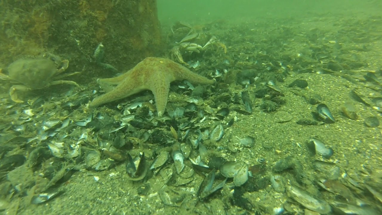 Benthic Excursion Module at Porteau Cove Provincial Marine Park - YouTube