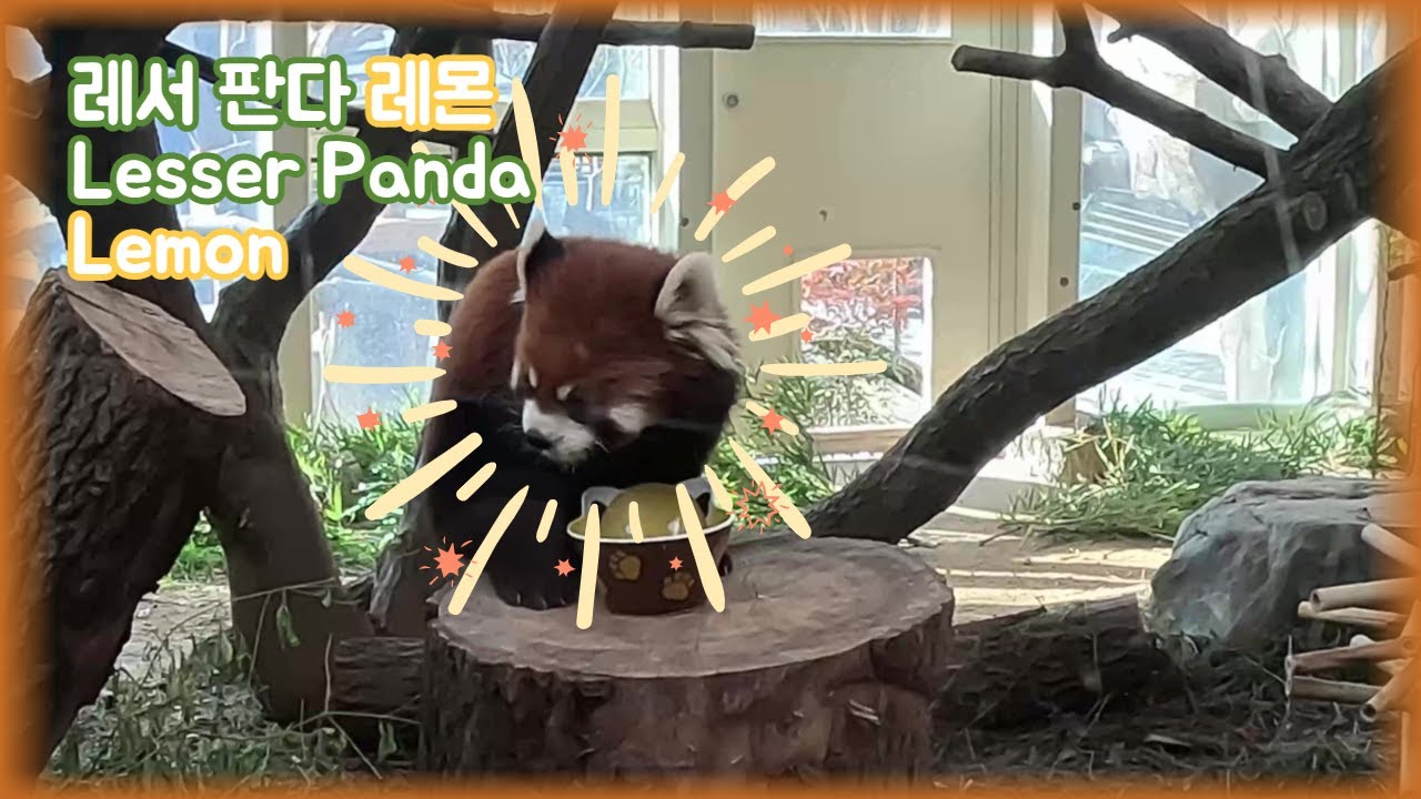 치명적인 레서 판다 [ 레몬 ] Fatal Red ( Lesser ) Panda [ Lemon ] , Zoo in South ...