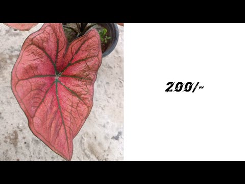 caladium 200/-whtsp 9847405270 - YouTube
