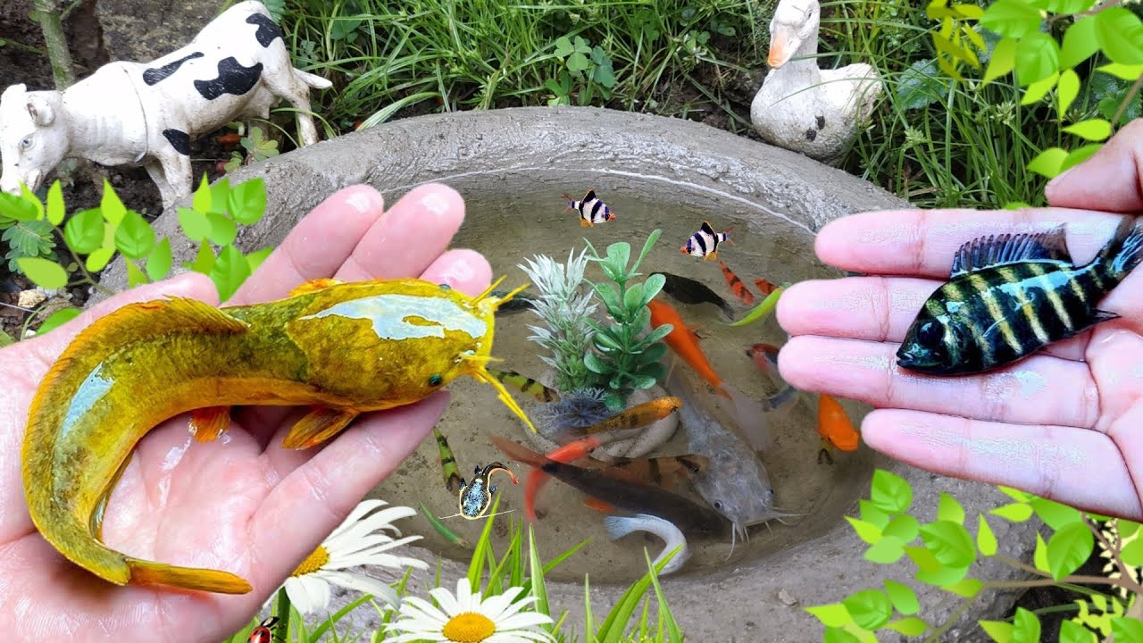 Amazing Catch Goldfish in Tiny Pond, Koi, Guppies, Betta fish, Catfish ...