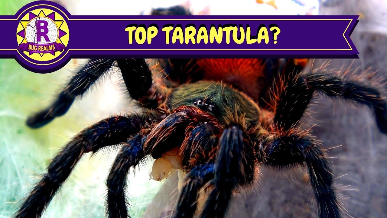 TOP TARANTULA - Dolichothele diamantinensis “Brazilian Blue dwarf ...