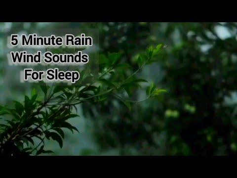 Light Rain and Wind Sounds for Sleep & Relaxation |Distant Thunder and ...
