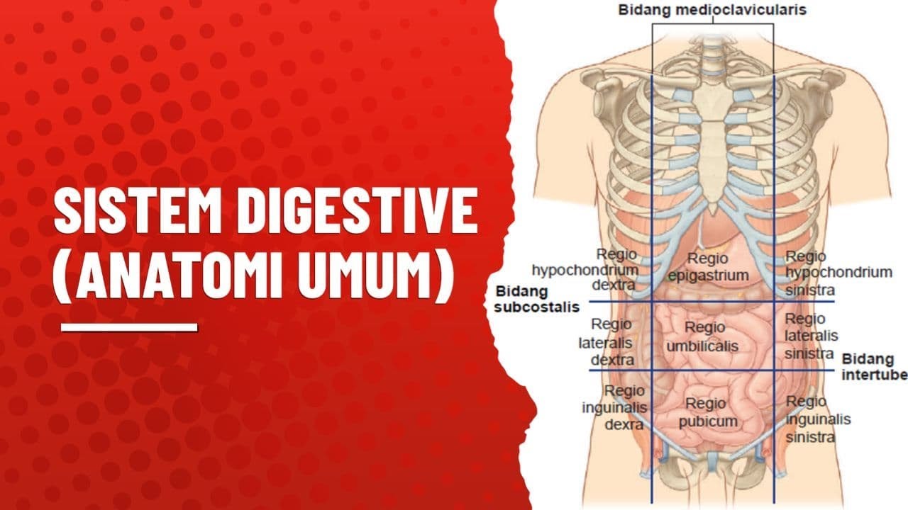 [MATERI] Sistem Digestif - Anatomi Umum - YouTube