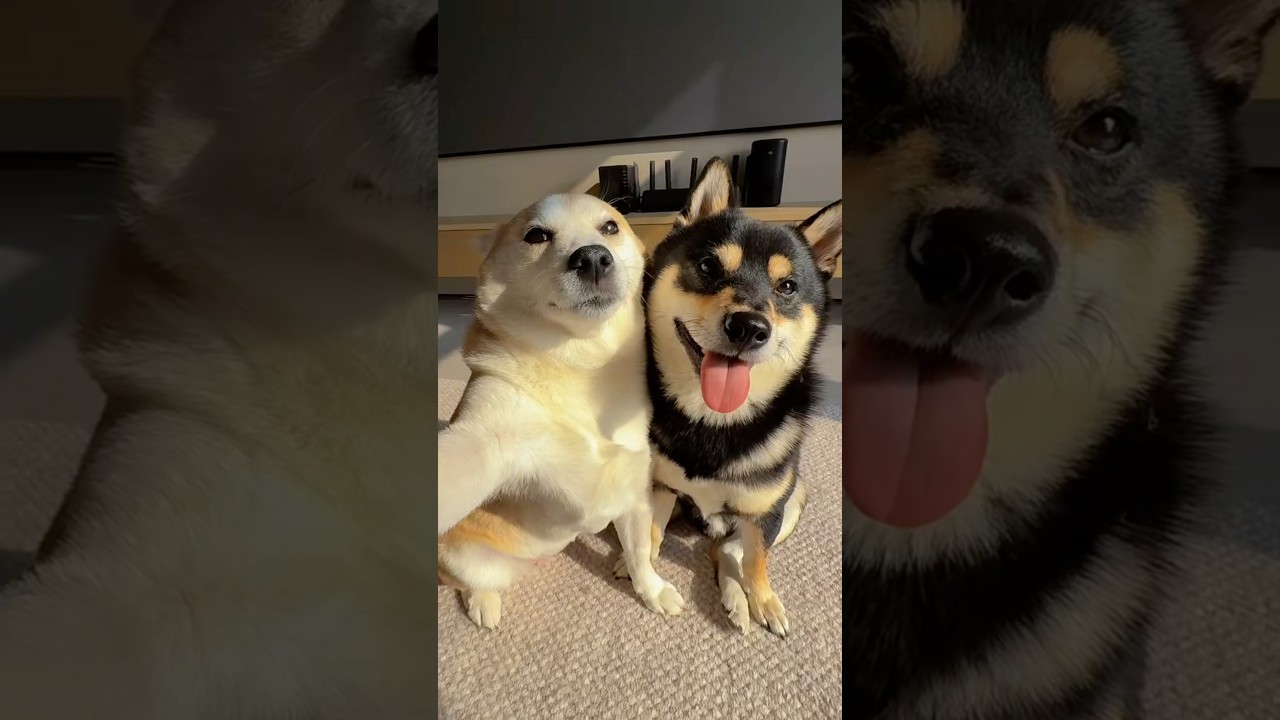 When Dogs Become Vloggers! 🐕🎬 #pets #tiktok #reels #instagram # ...
