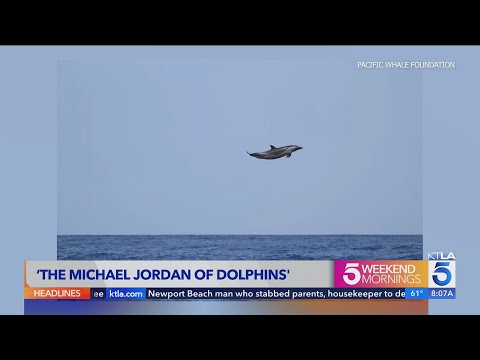 Photo captures wild dolphin catching huge air