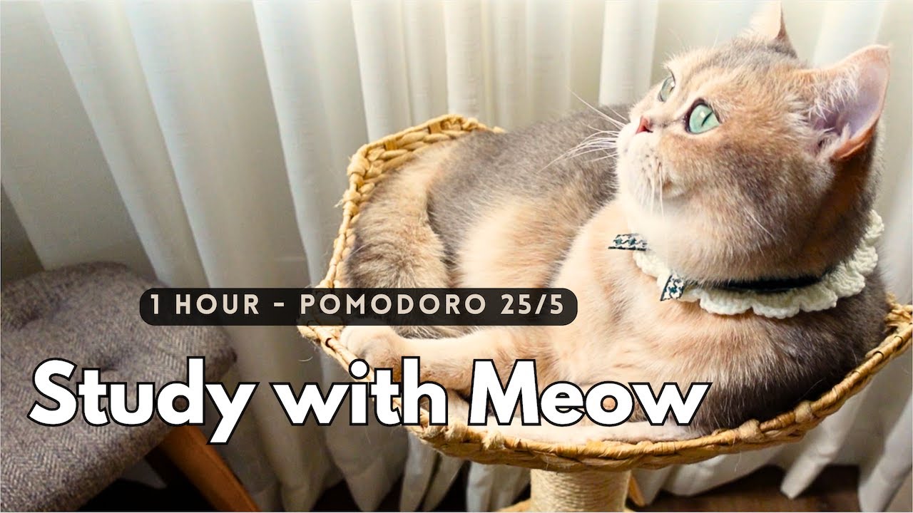 1-Hour Study with Me | Pomodoro 25-5 | Relaxing Music | Stay with Meow ...