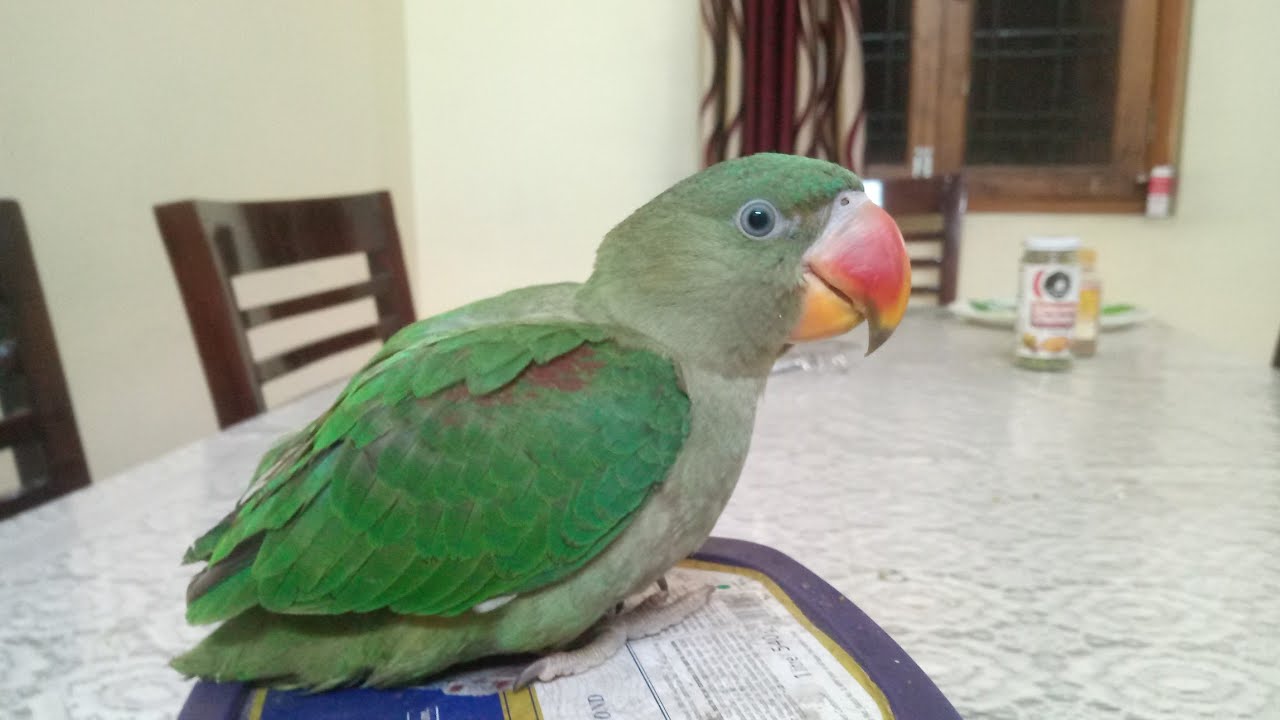 Baby Male Alexandrine Parrot