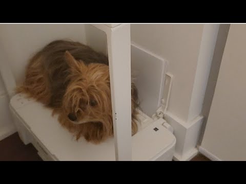Dog sleeping on printer - YouTube