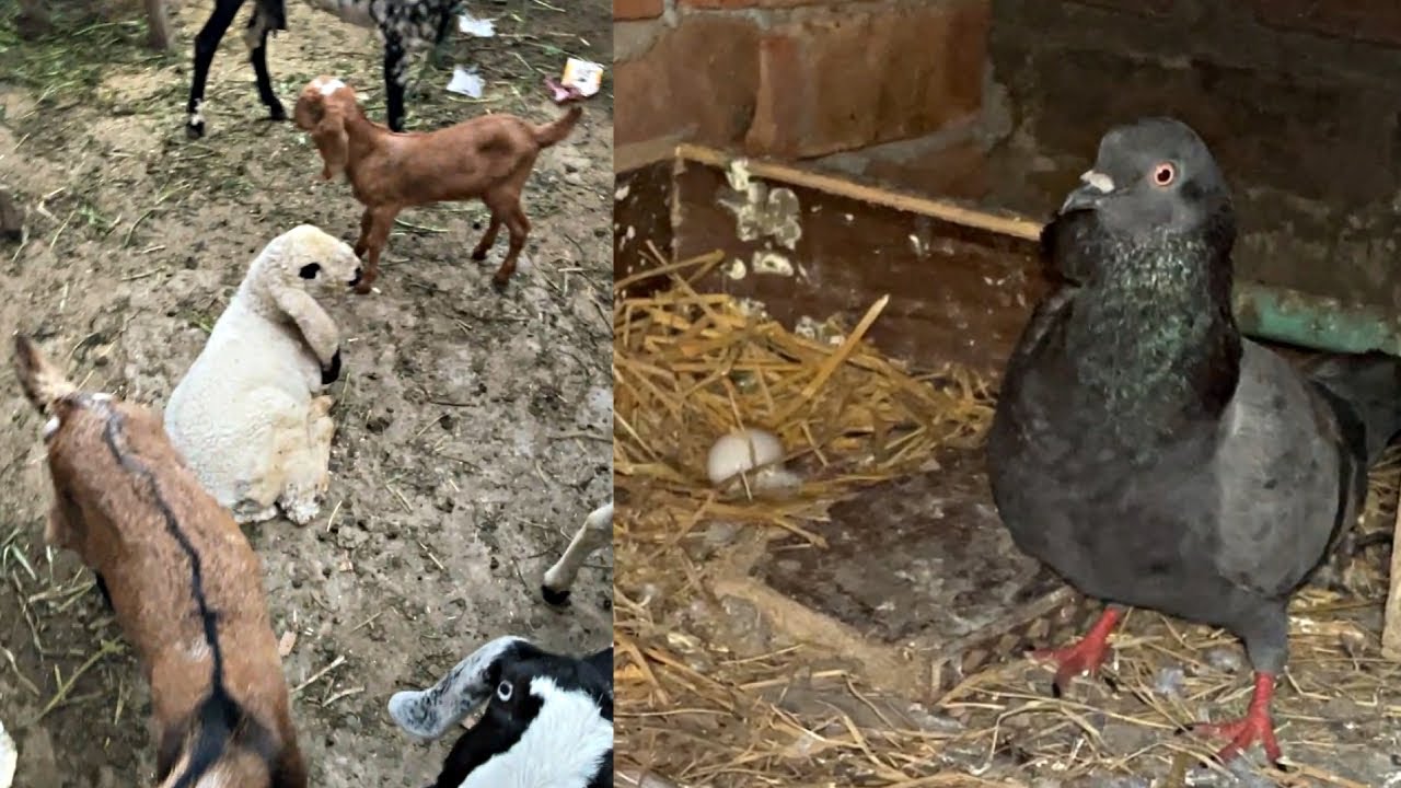 Hero apny frinds ky pass chala gya | Female Pigeon egg laying #pets # ...
