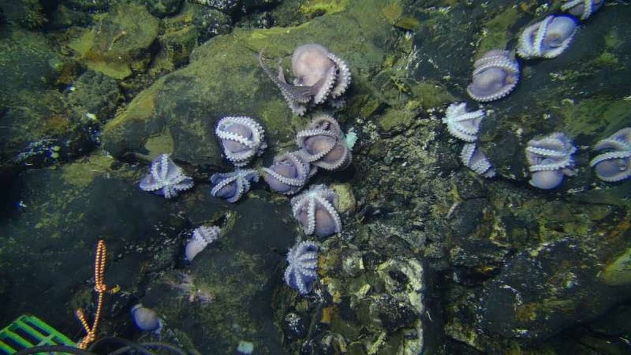 Researchers discovered a group of more than 100 octopus moms and their ...