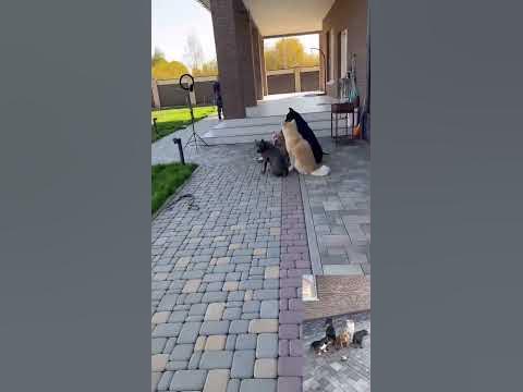 Супер эксперимент! Скрытая камера!))) Выдержка- основа воспитания ...