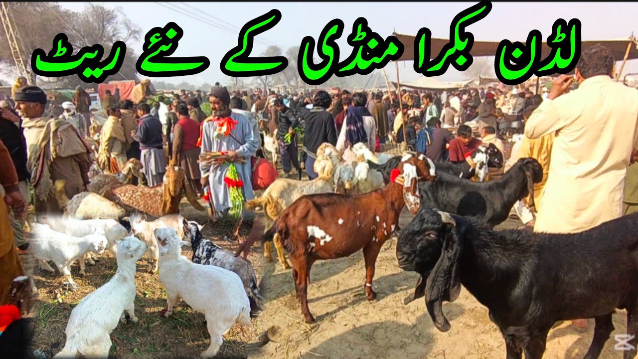 Luddan Bakra Mandi Latest Price Update | Goats Farming In Pakistan ...