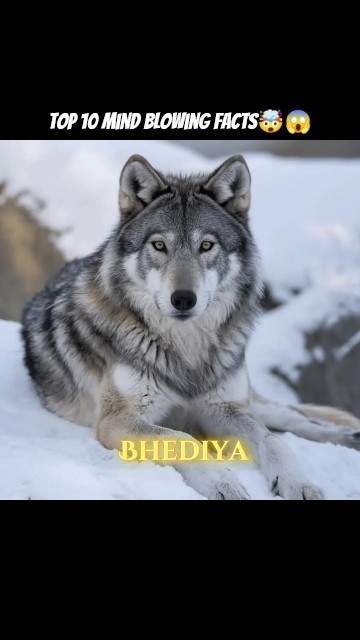 TOP 10 MIND BLOWING FACT ABOUT ANIMALS 😲😱#shorts #facts #animals # ...