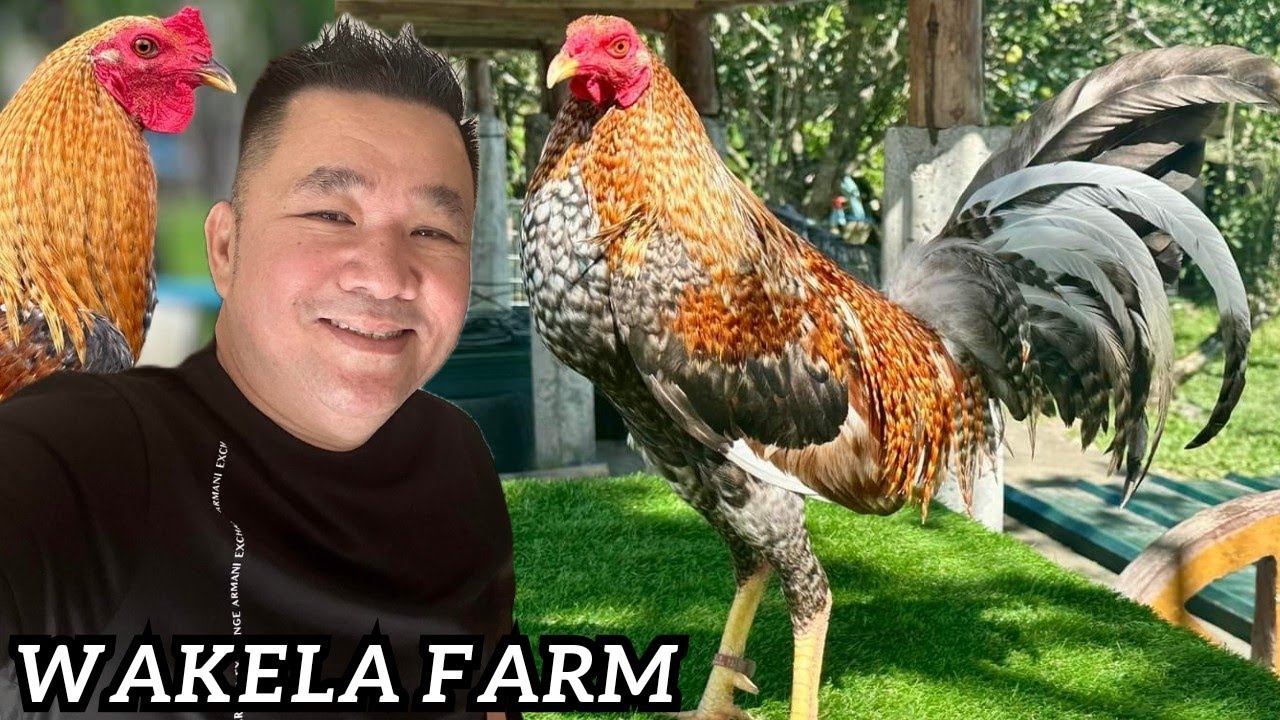 Dom Boston Roundhead Gene Batia Yellow Legged Hatch Big Farm ...