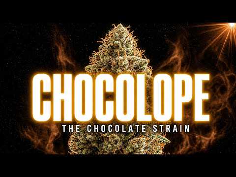 Chocolope: The Strain That Actually Tasted Like Chocolate