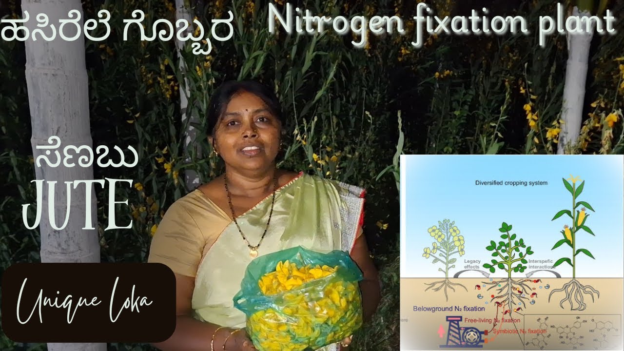 Nitrogen fixation | Jute | Senabu | ಸೆಣಬು | Natural manure | Unique ...