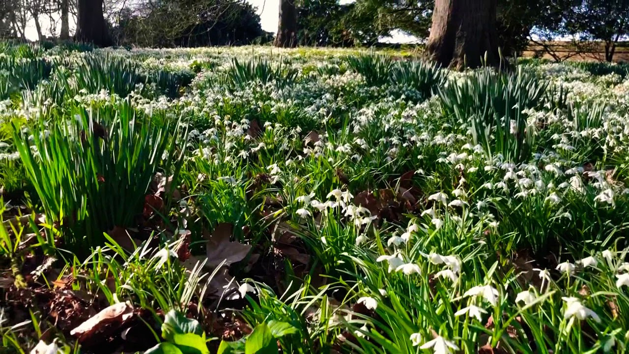 Snowdrops field in England - YouTube