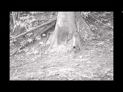 Puma Video - Camera-trap footage recorded at REGUA - YouTube