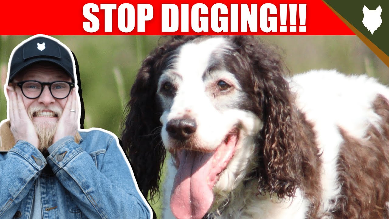 How To Stop Your BRITTANY DIGGING - YouTube