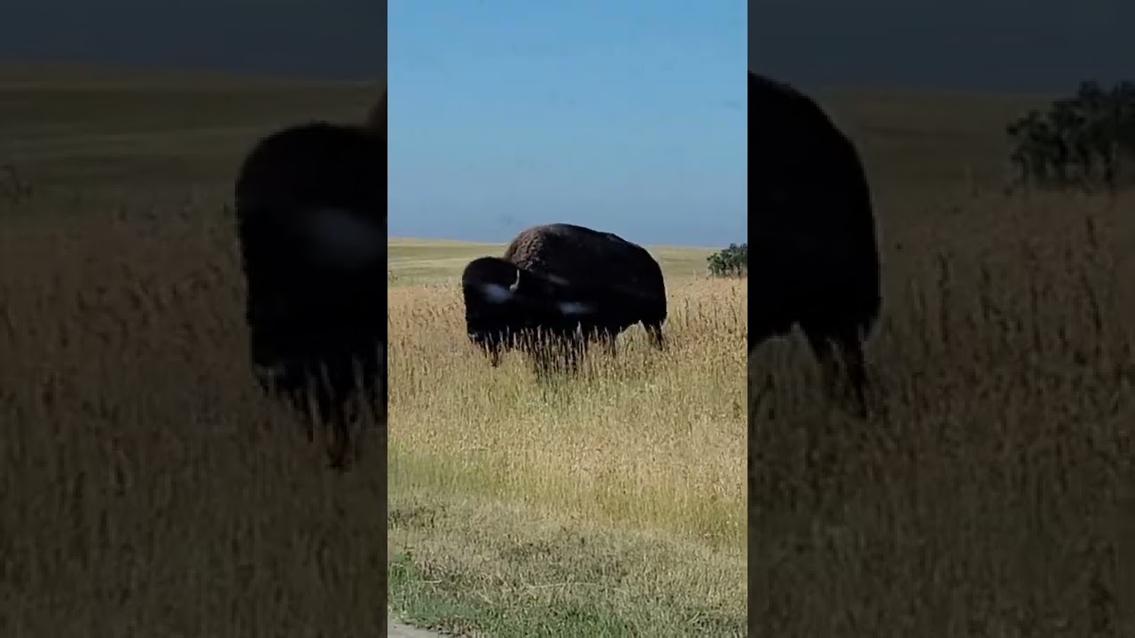 Day 3 Buffalo Crossing! - YouTube