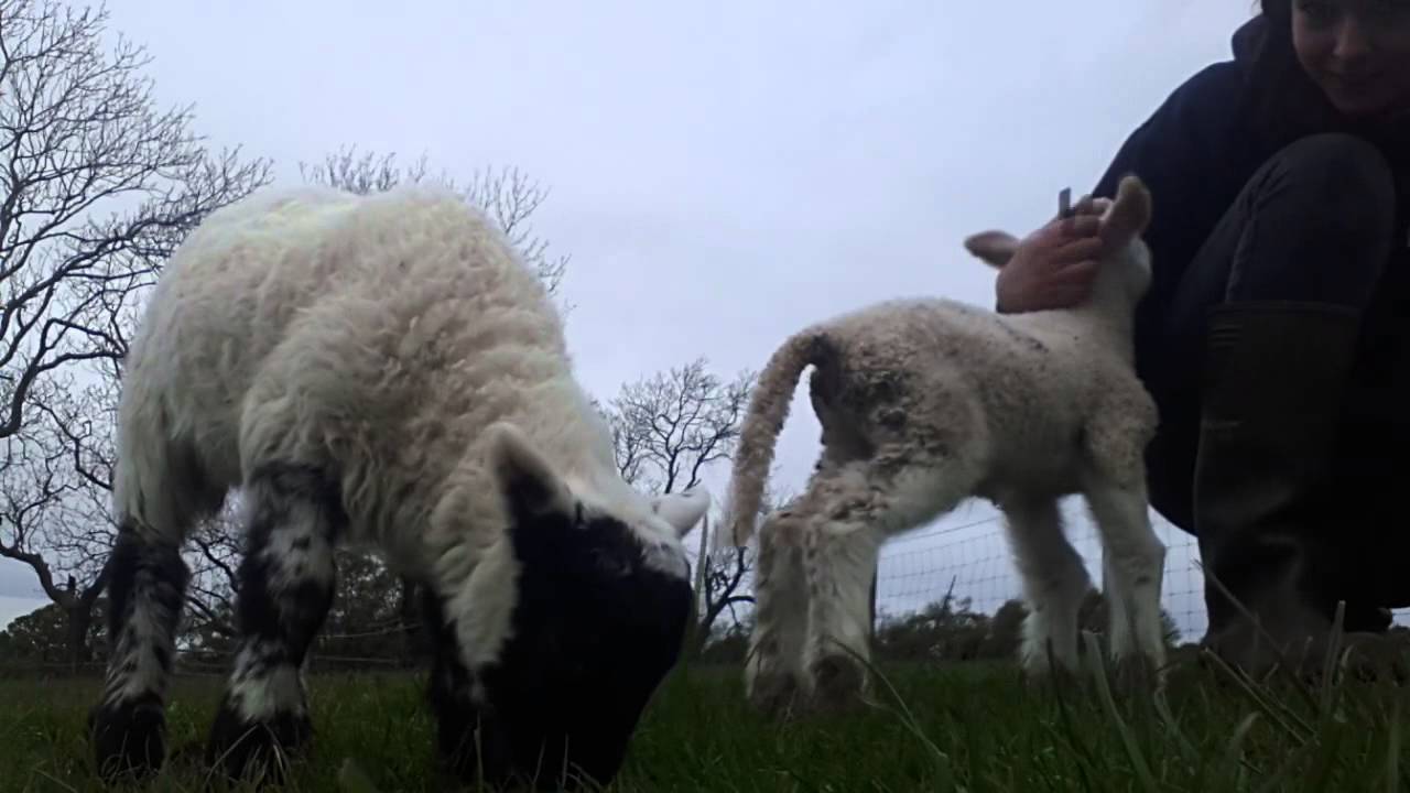 Crazy lamb laddie. - YouTube