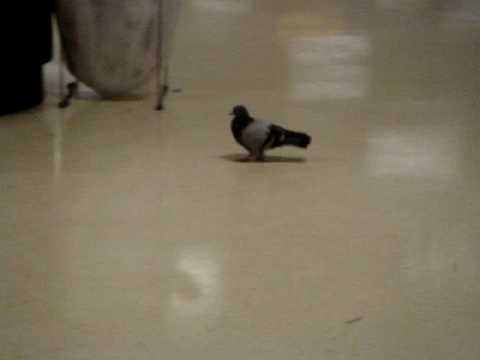 lame pigeon in bus station - YouTube