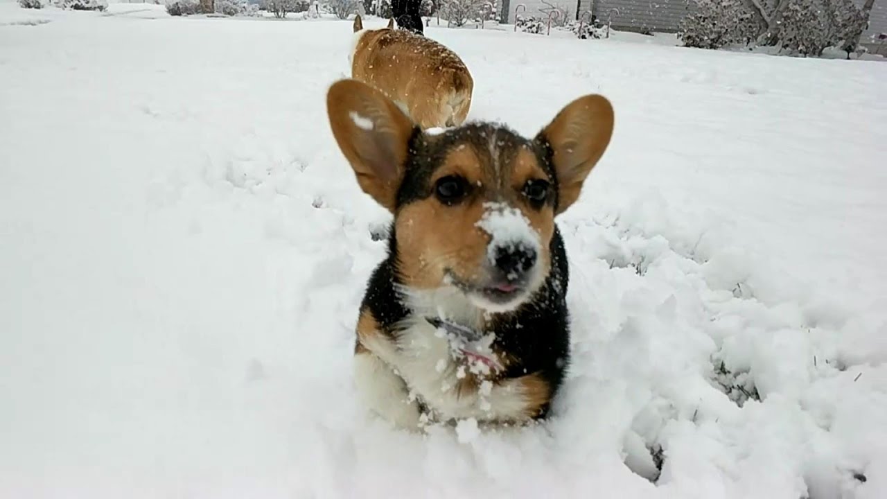 Corgi Puppy in Snow - Pembroke Welsh Corgi Puppy!!! - YouTube