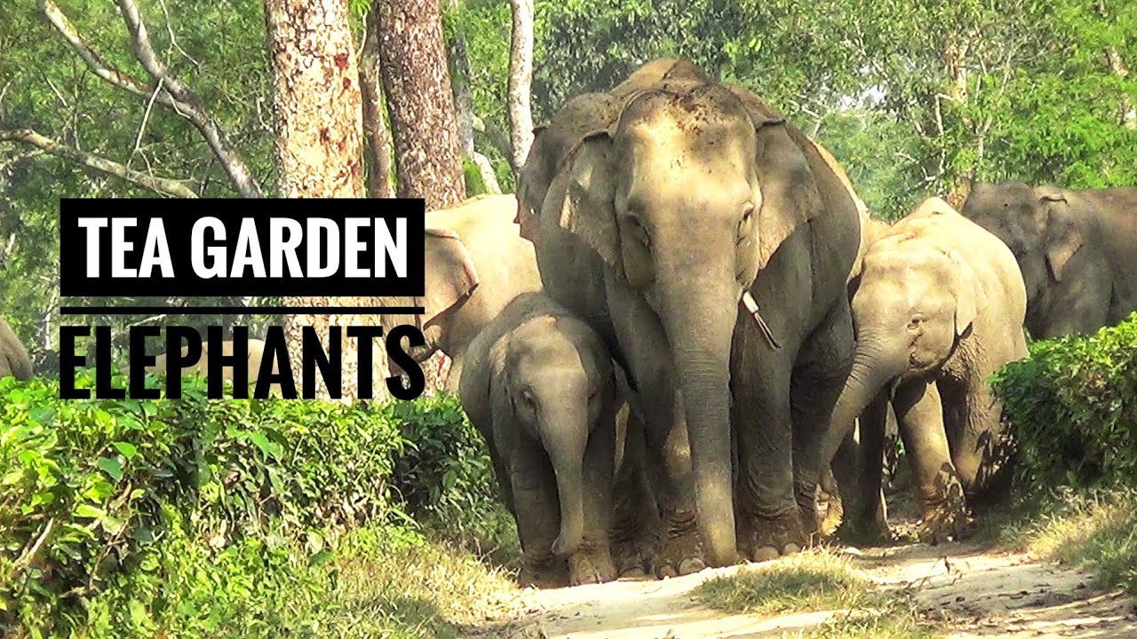 The elephants are slowly moving through the tea plantations || Rongbong ...