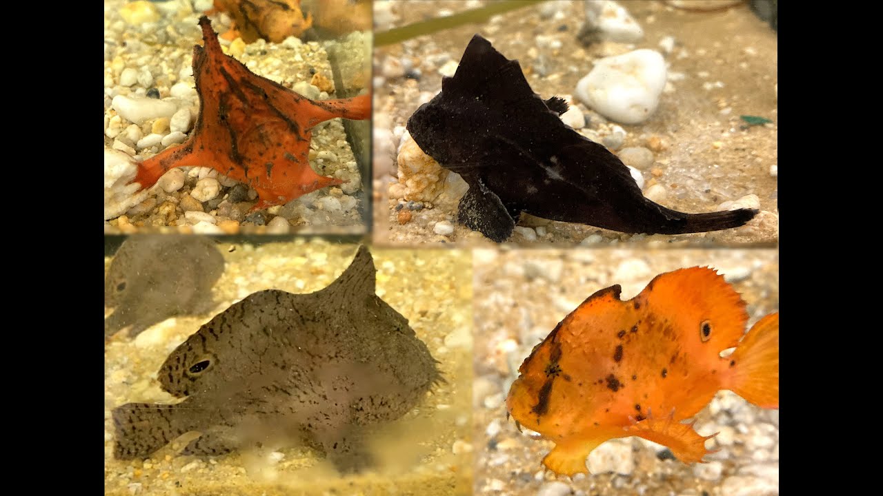 SF HIGHLIGHTS | WALKING FISH | Brackwasser | A. biocellatus Anglerfisch ...