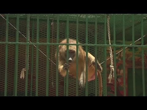 Sénégal • A la découverte du Zoo de Dakar - YouTube