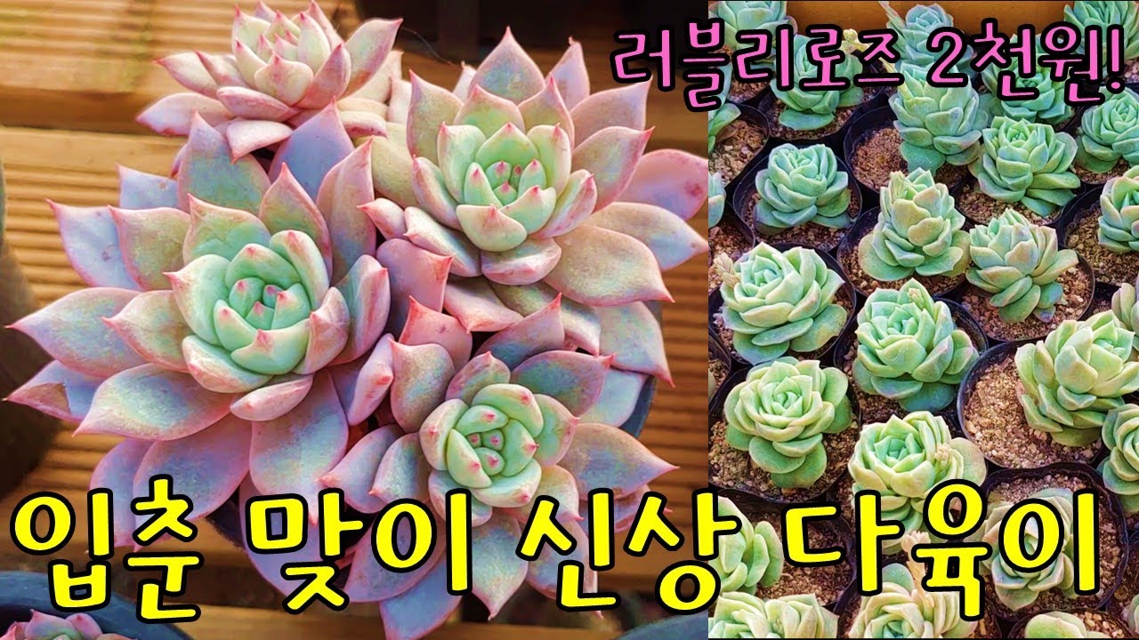 하니다육의 러블리로즈와 신상 다육이들 국민이부터 창다육 철화까지 010 8061 7494 24시간 문자 주문 가능