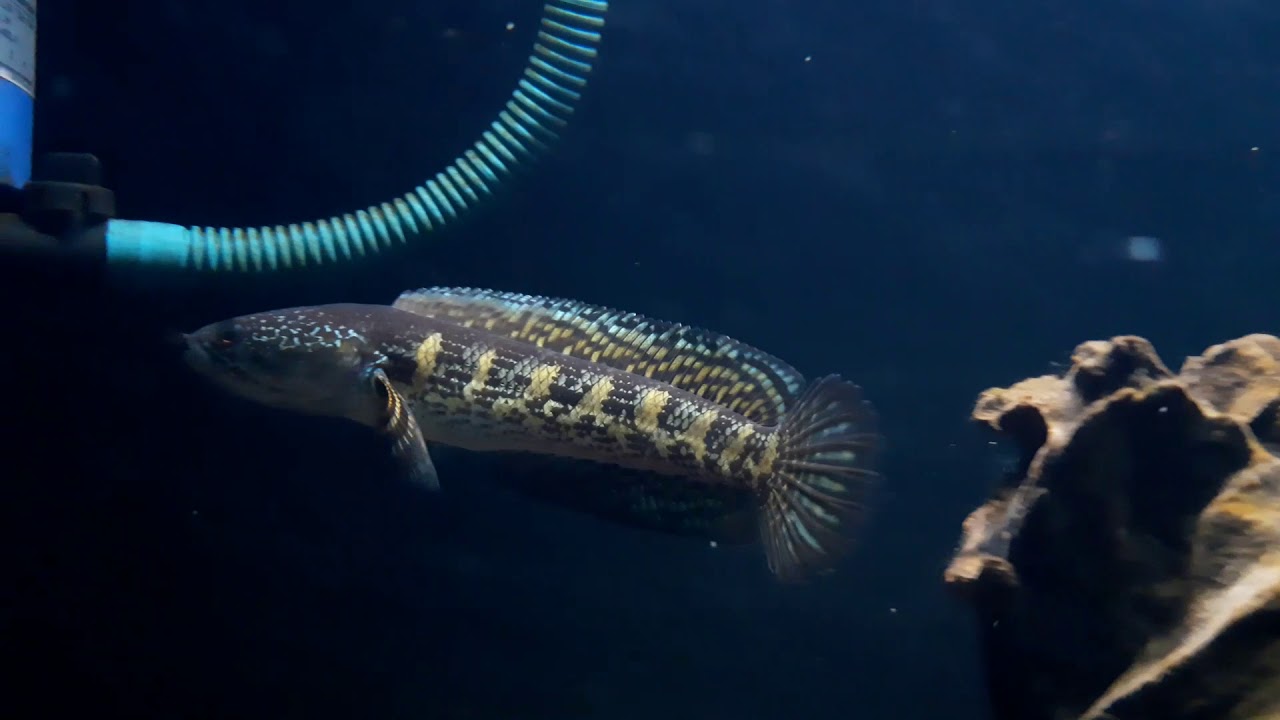 Channa Aurantimaculata si Golden cobra snakehead - YouTube