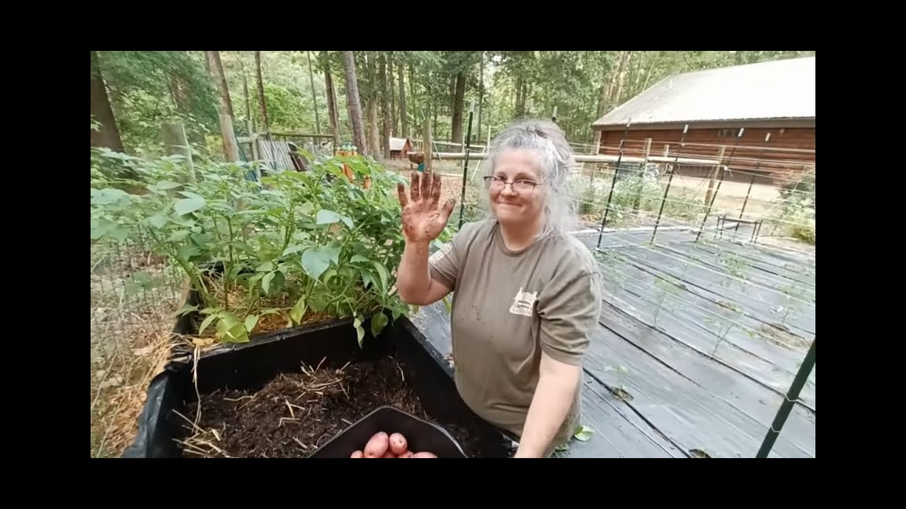 Potato Harvest 6 8 2023 - YouTube