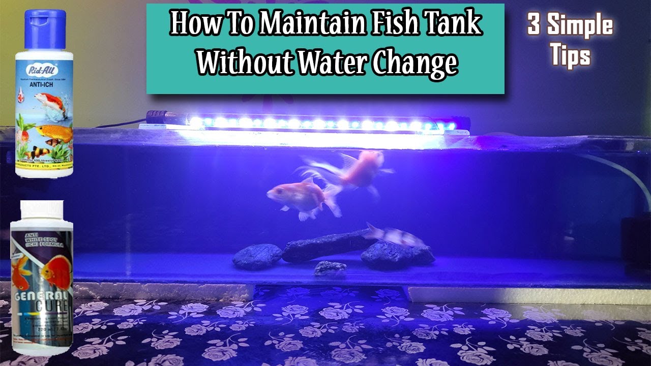 How To Maintain A Fish Tank Without Water Change | Tips For Rainly ...
