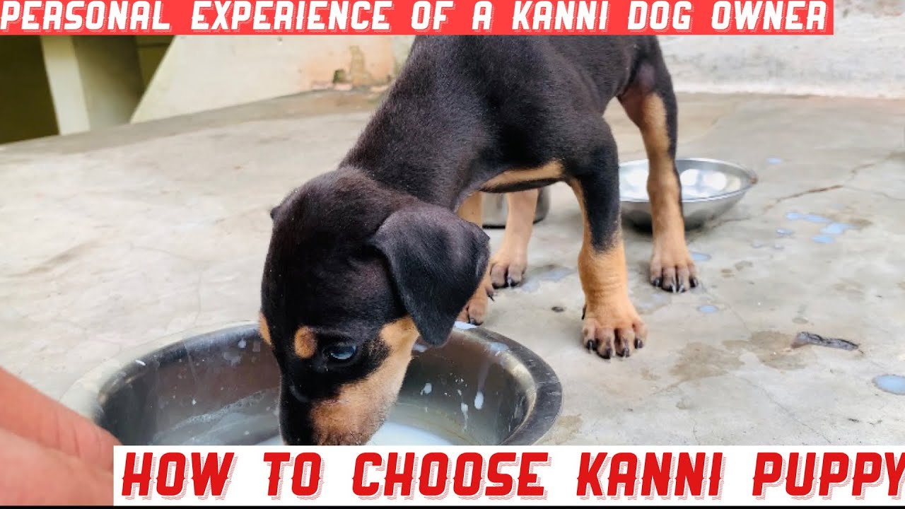 How to choose Kanni Dog | Chippi parrai | Indian Native Breeds - YouTube