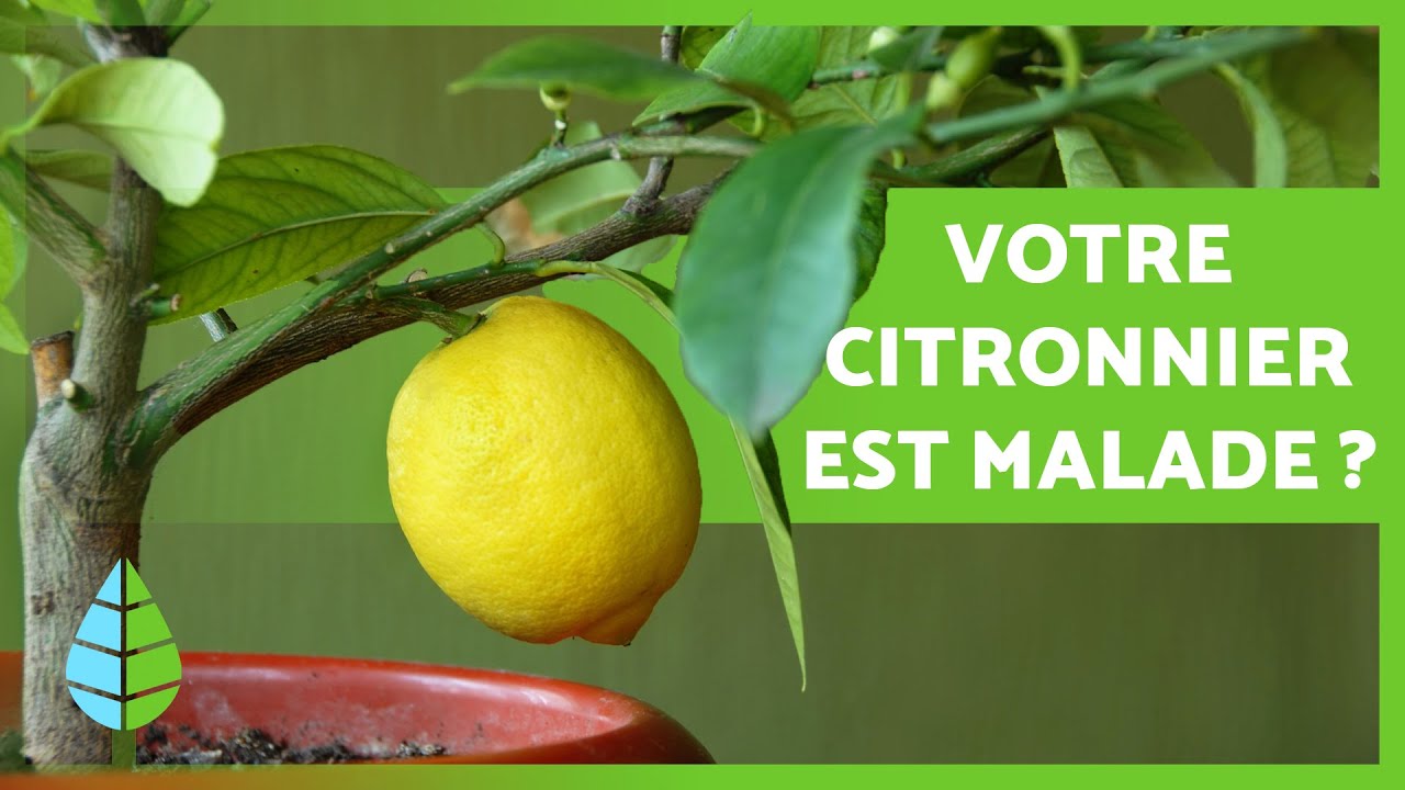 NUISIBLES et MALADIES du CITRONNIER 🦟🍋 (Comment les combattre) - YouTube