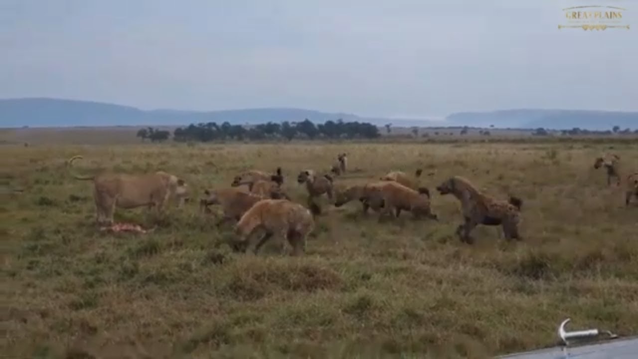 Hyenas Chase Lions Off Kill | Great Plains Conservation - YouTube