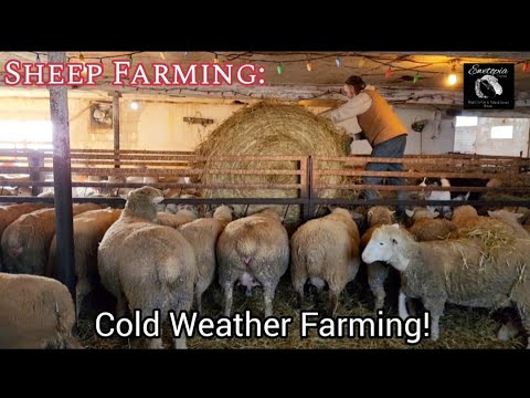 Sheep Farming: Cold Weather Farming! - YouTube